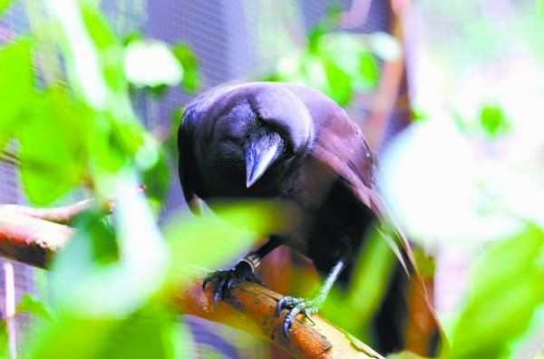 Dr. Hanna Mounce to speak at the Friends of Haleakala National Park ...